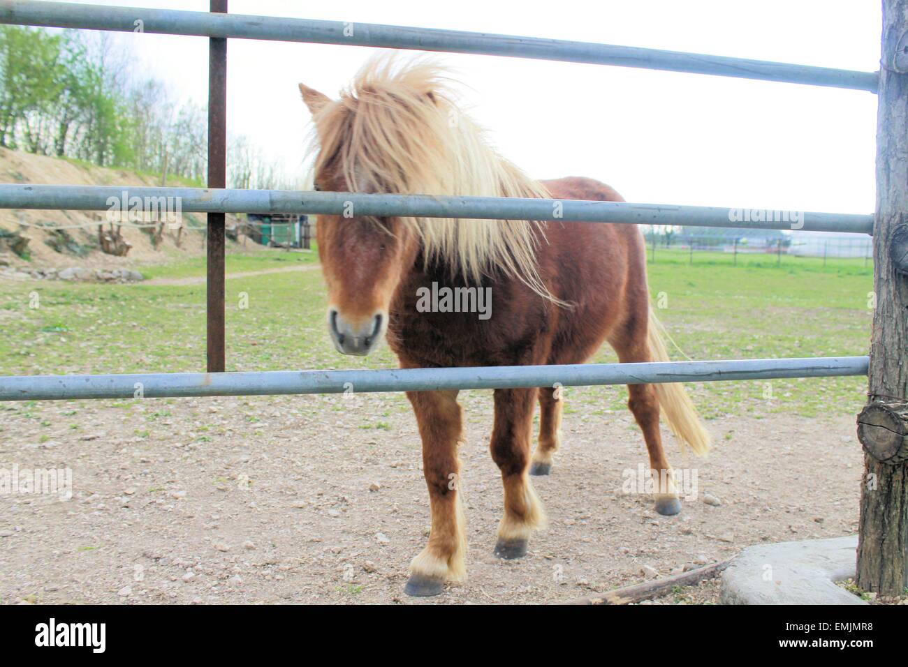 Pony fence hi-res stock photography and images - Alamy