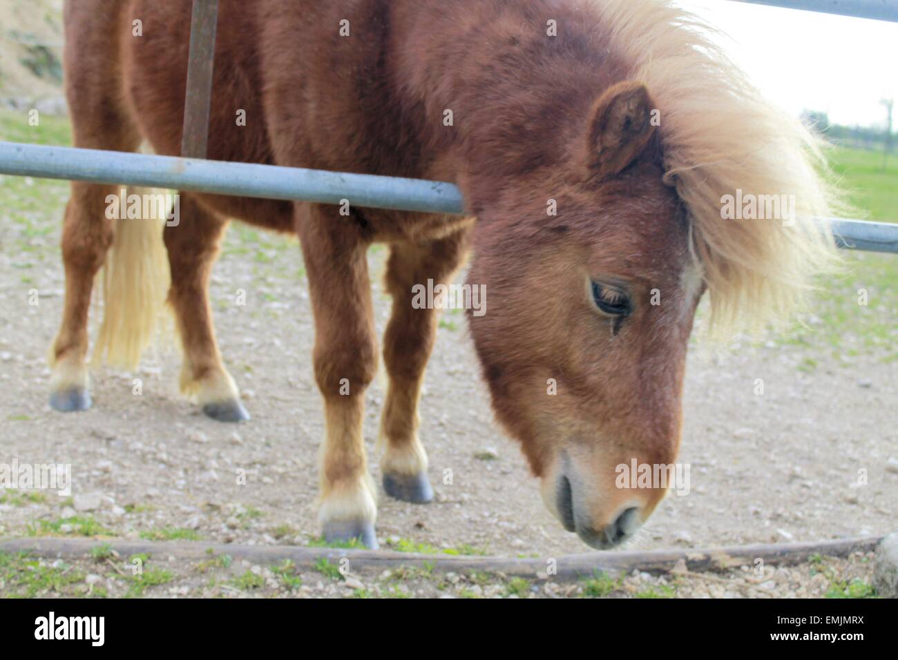 Horse pony field fence hi-res stock photography and images - Alamy
