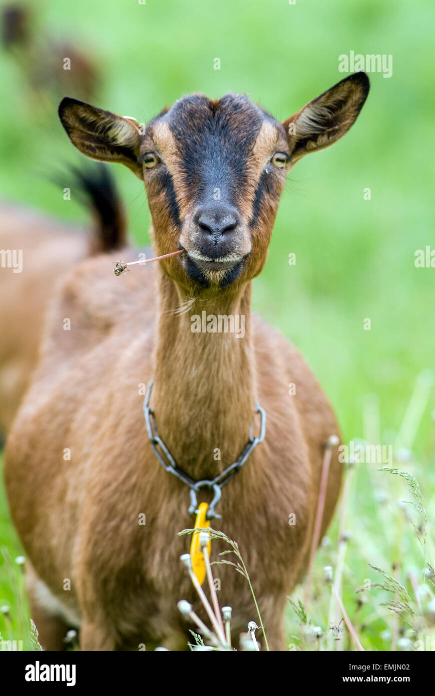 Goat (Capra aegagrus hircus) on a meadow eating gras Stock Photo - Alamy