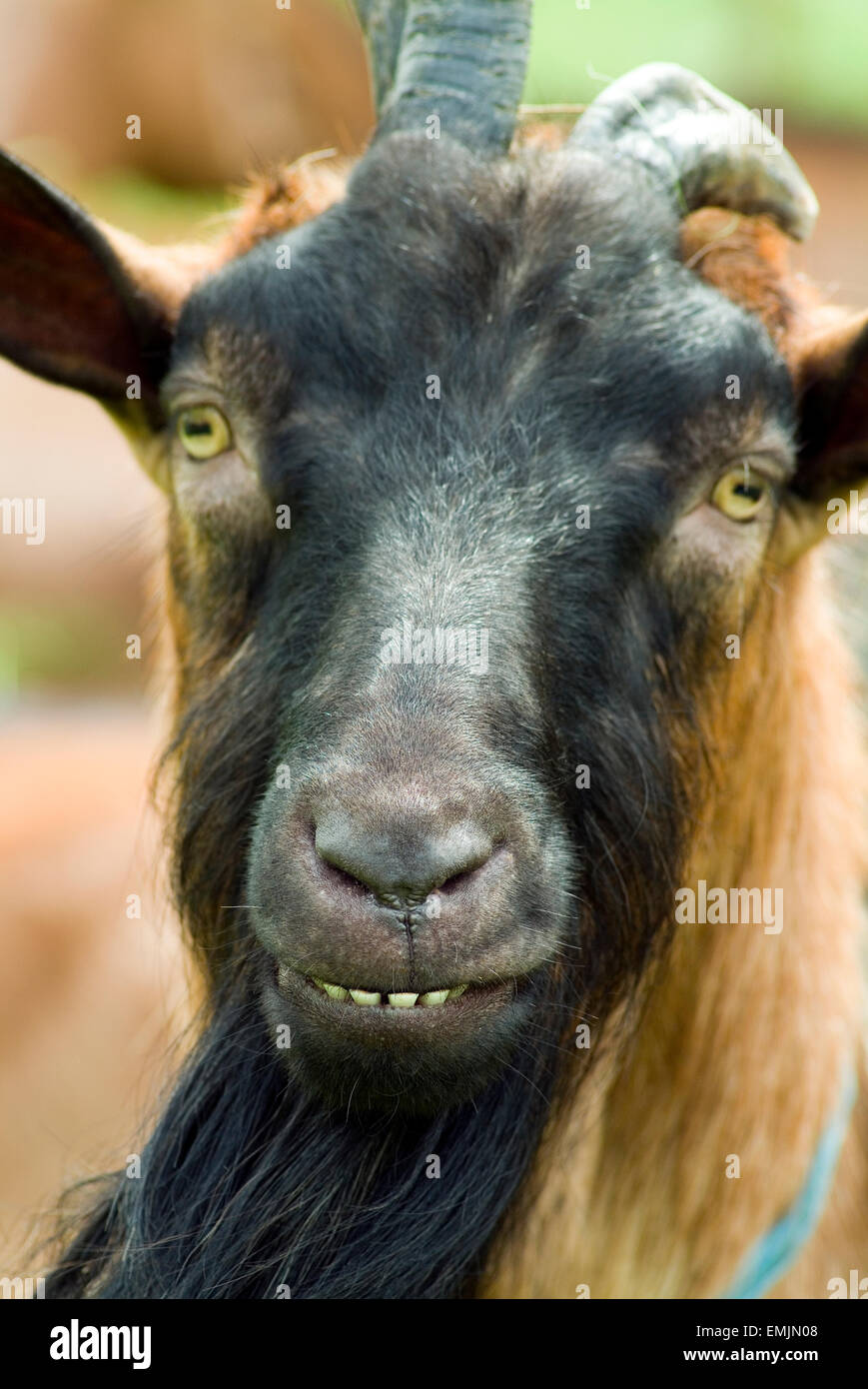 Goat eyes hi-res stock photography and images - Alamy
