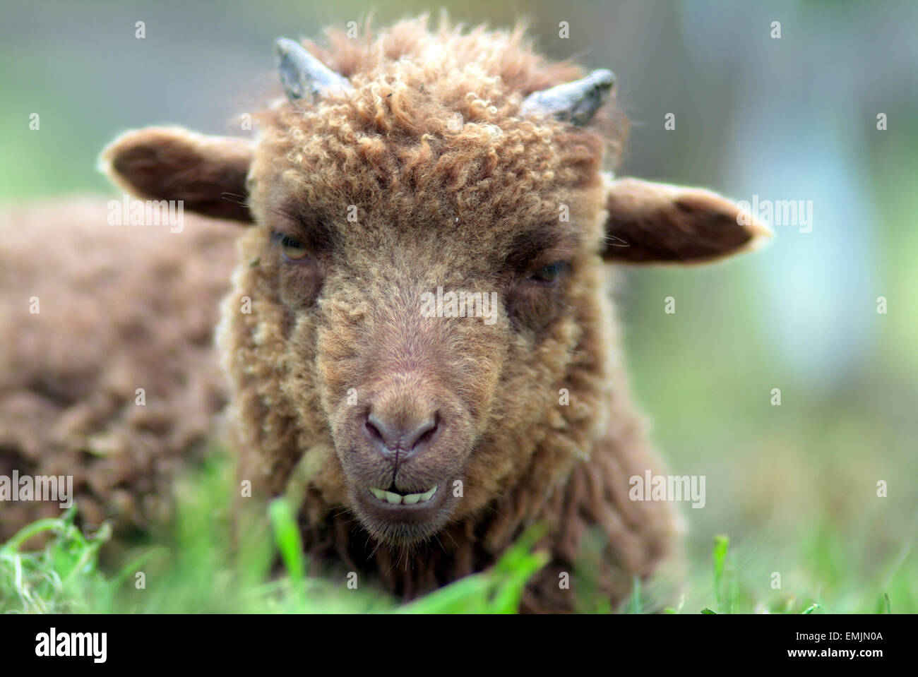 Young sheep on a meadow farm Stock Photo - Alamy
