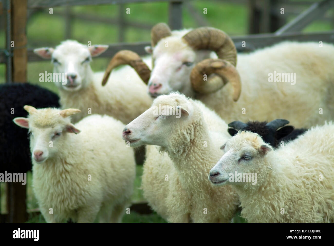 Portraits flock hi-res stock photography and images - Alamy