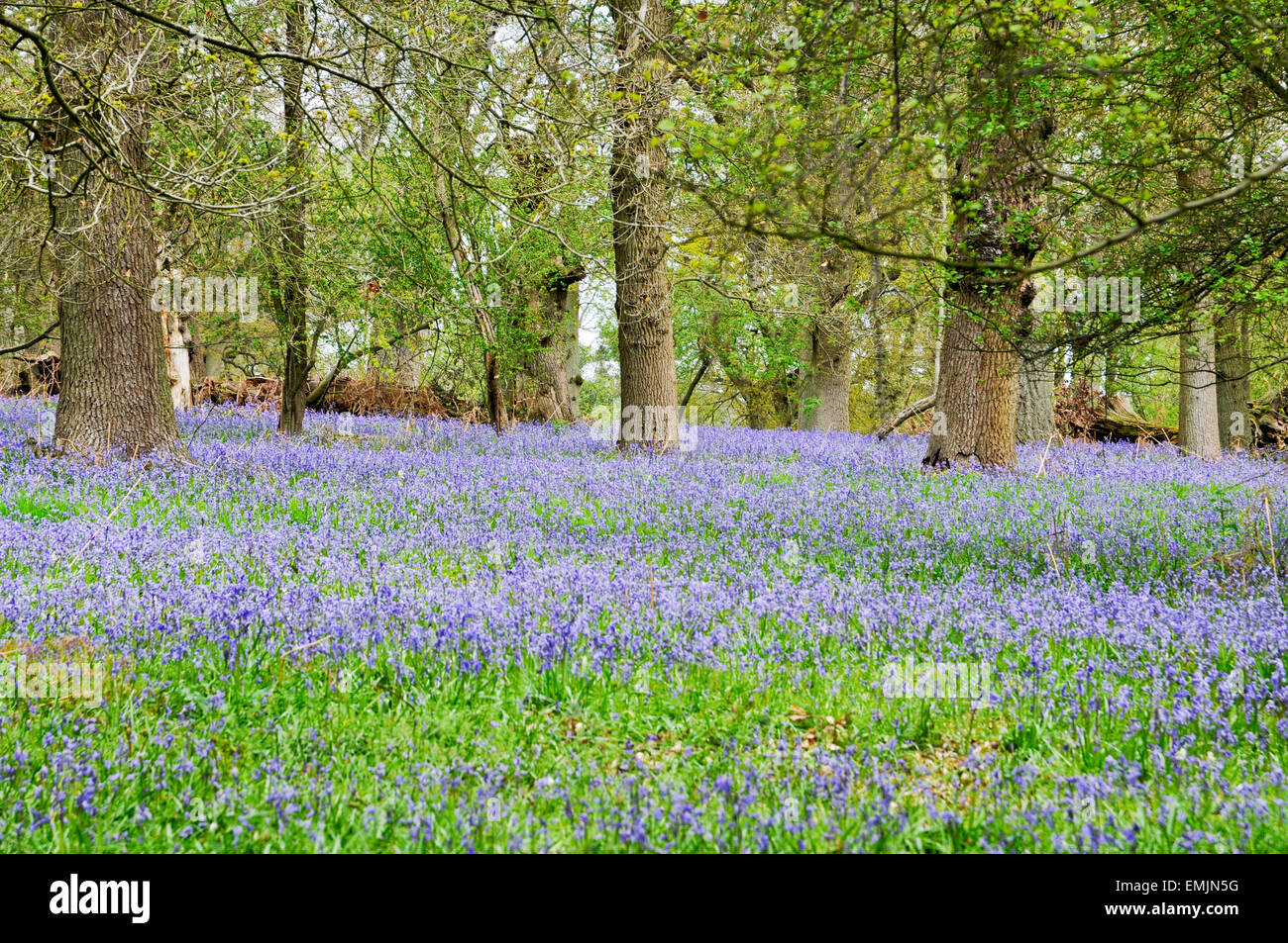 Poisonous plants of britain hi-res stock photography and images - Alamy