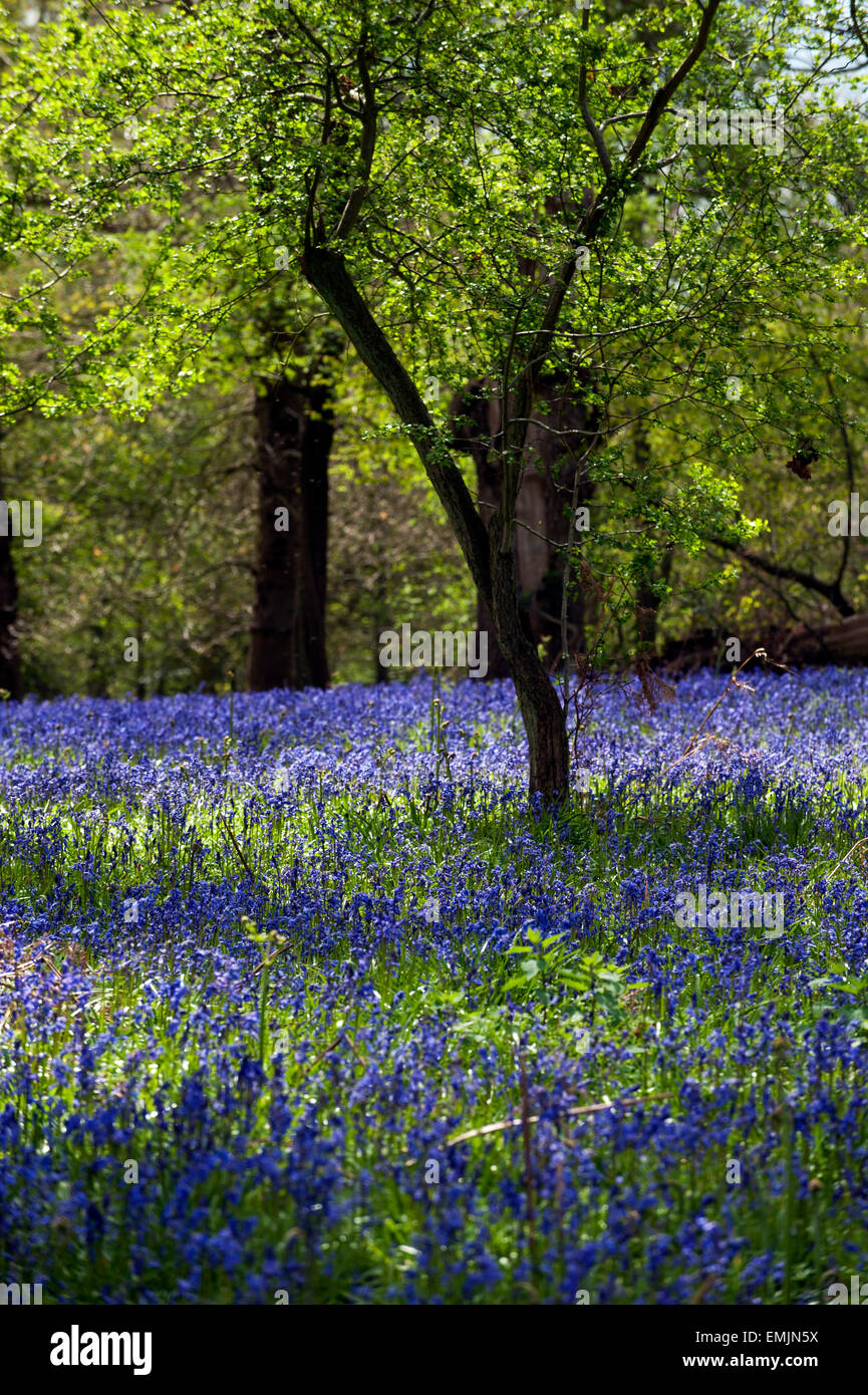 Poisonous plants of britain hi-res stock photography and images - Alamy