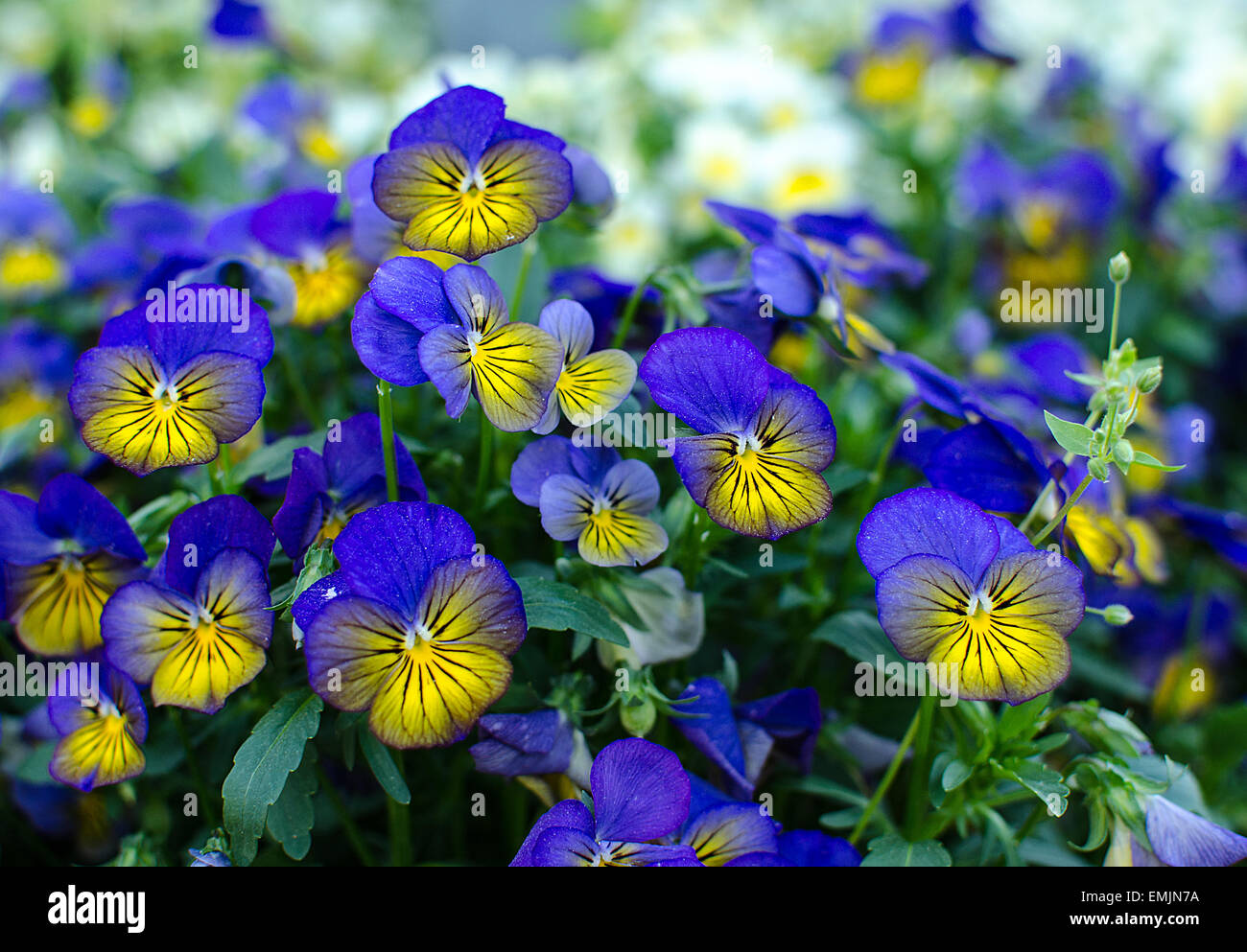 Bunch Of Violets High Resolution Stock Photography and Images - Alamy