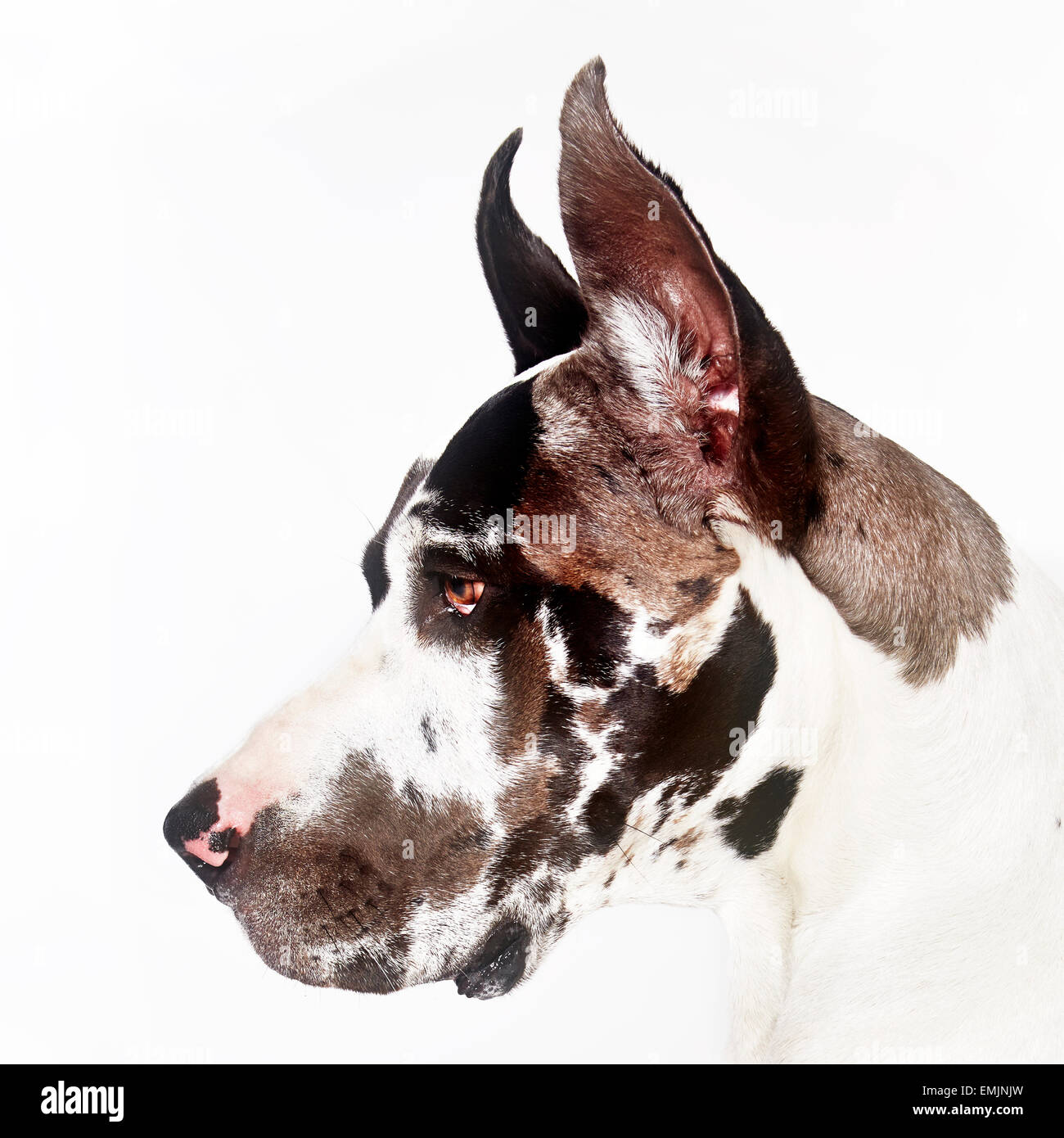 The incredibly handsome Mr Winston Knight - a Harlequin Great Dane ...