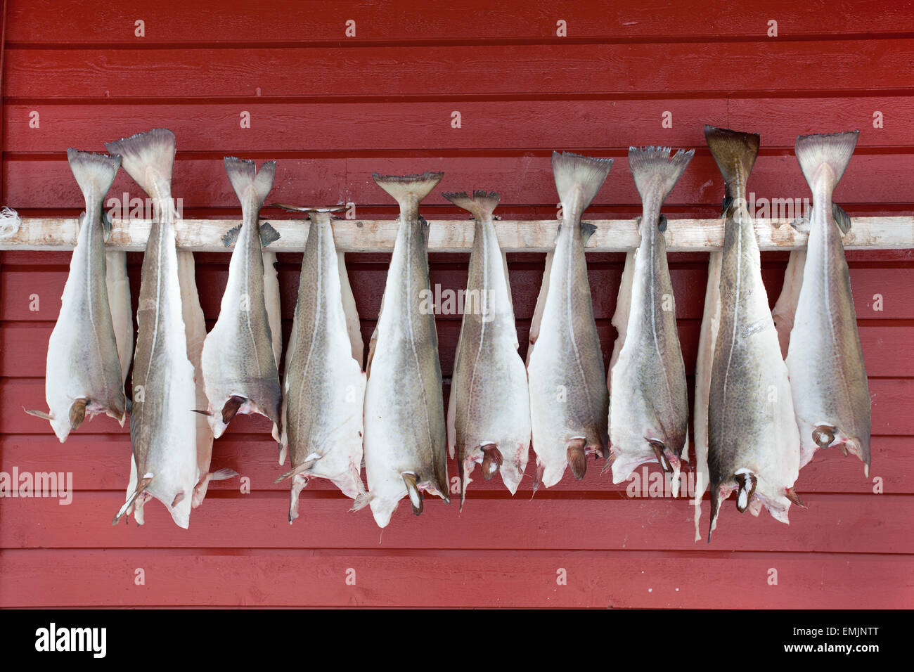 Stockfish hi-res stock photography and images - Alamy