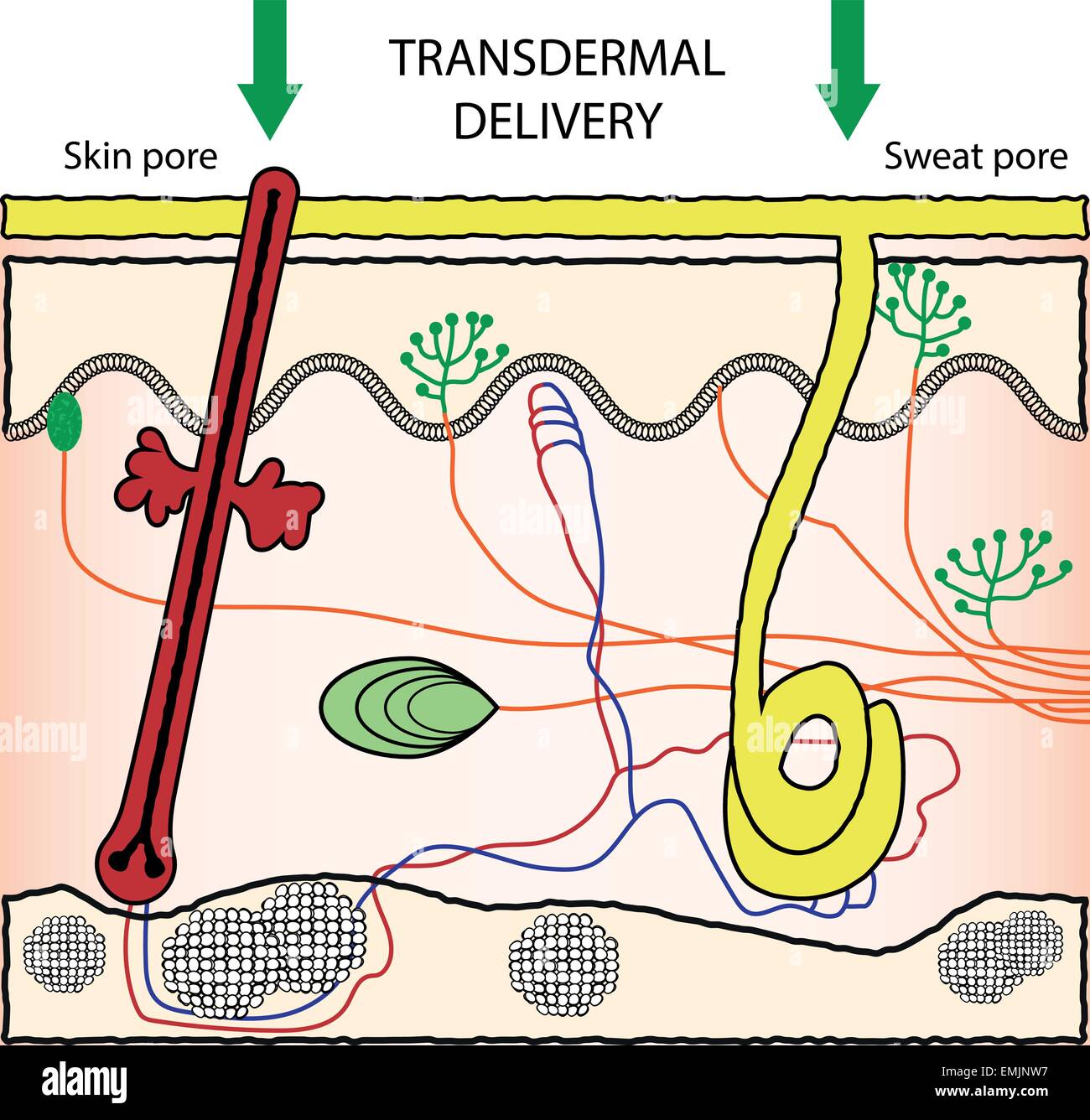 Vector scheme illustration of transdermal drugs delivery Stock Vector ...