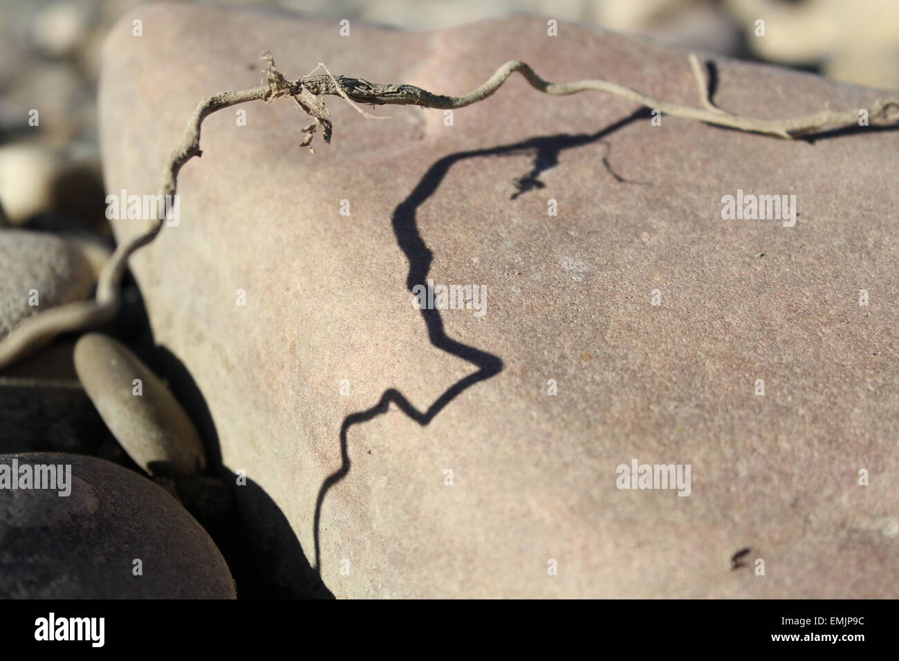 Deformed twig hi-res stock photography and images - Alamy
