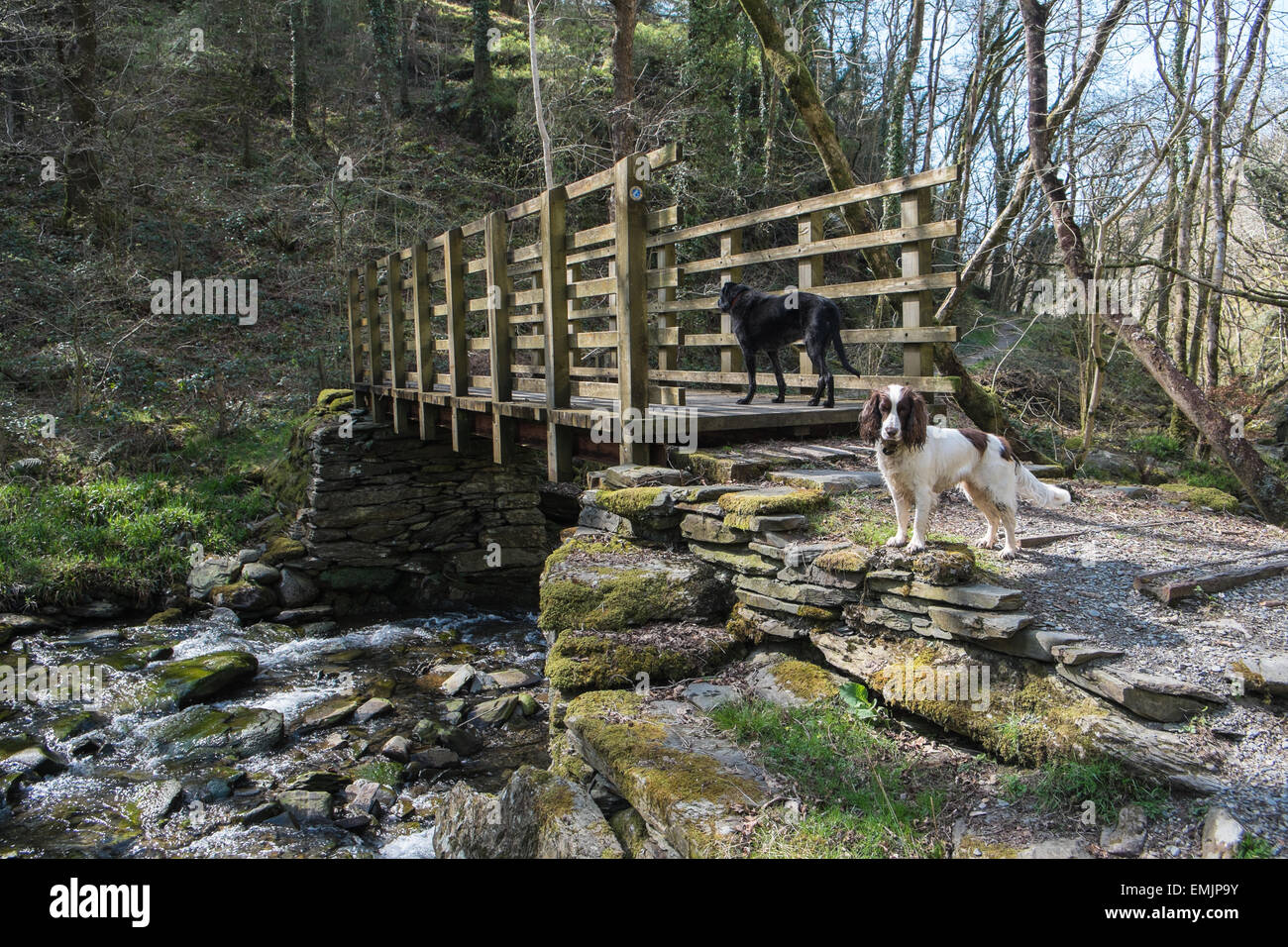 Celtic,rainforest,Dogs on bridge over River Einion in the Afon Einion ...