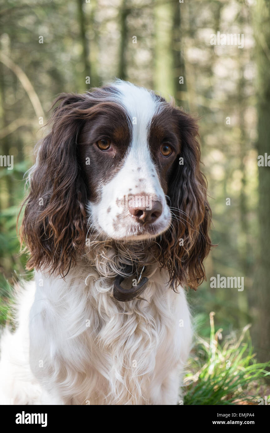 Female Cocker Spaniel dog in woodland above village of Furnace ...