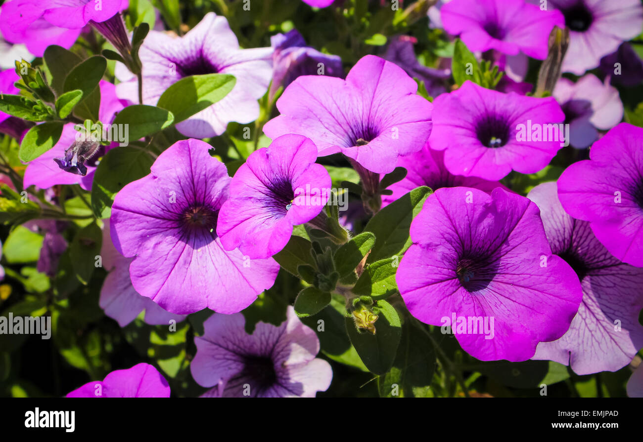 Purple and gree hi-res stock photography and images - Alamy