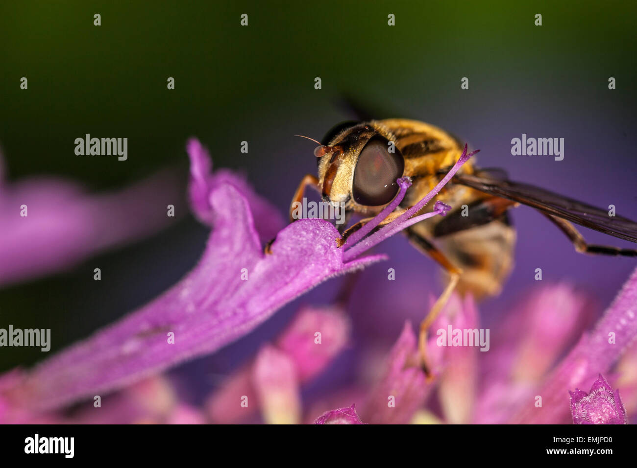 Hoverflies sometimes called flower hi-res stock photography and images ...
