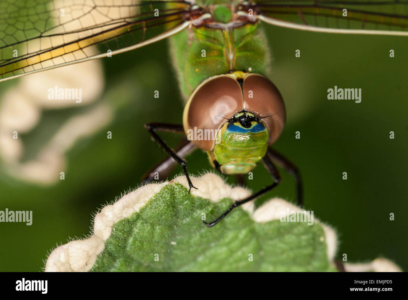 emperor dragonfly[2] or blue emperor[1] (Anax imperator) is a large ...
