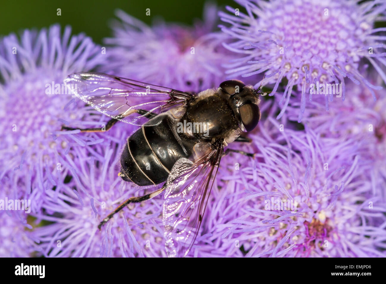 Hoverflies, sometimes called flower flies or syrphid flies, make up the ...