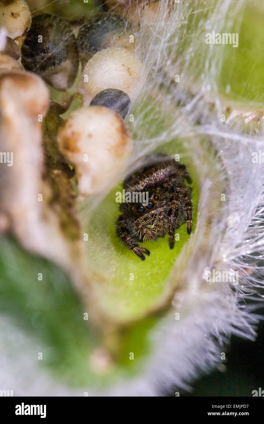 jumping spider family (Salticidae) in garden waiting for prey Stock ...