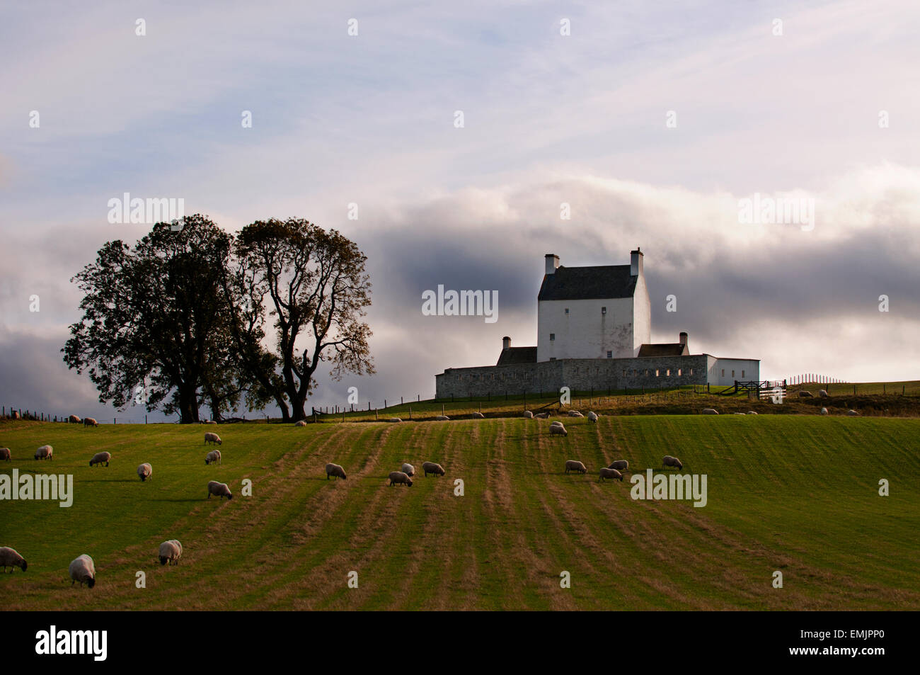 Corgarff Castle, built in the mid 16th century, with sheep grazing in ...
