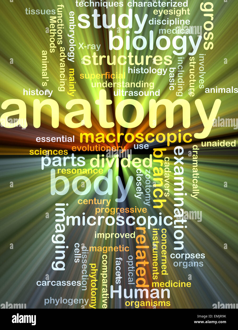 Background text pattern concept wordcloud illustration of anatomy ...