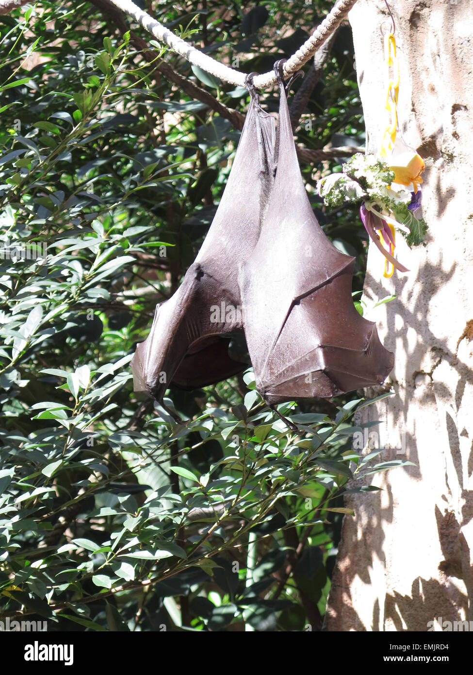 Hanged animal hi-res stock photography and images - Alamy