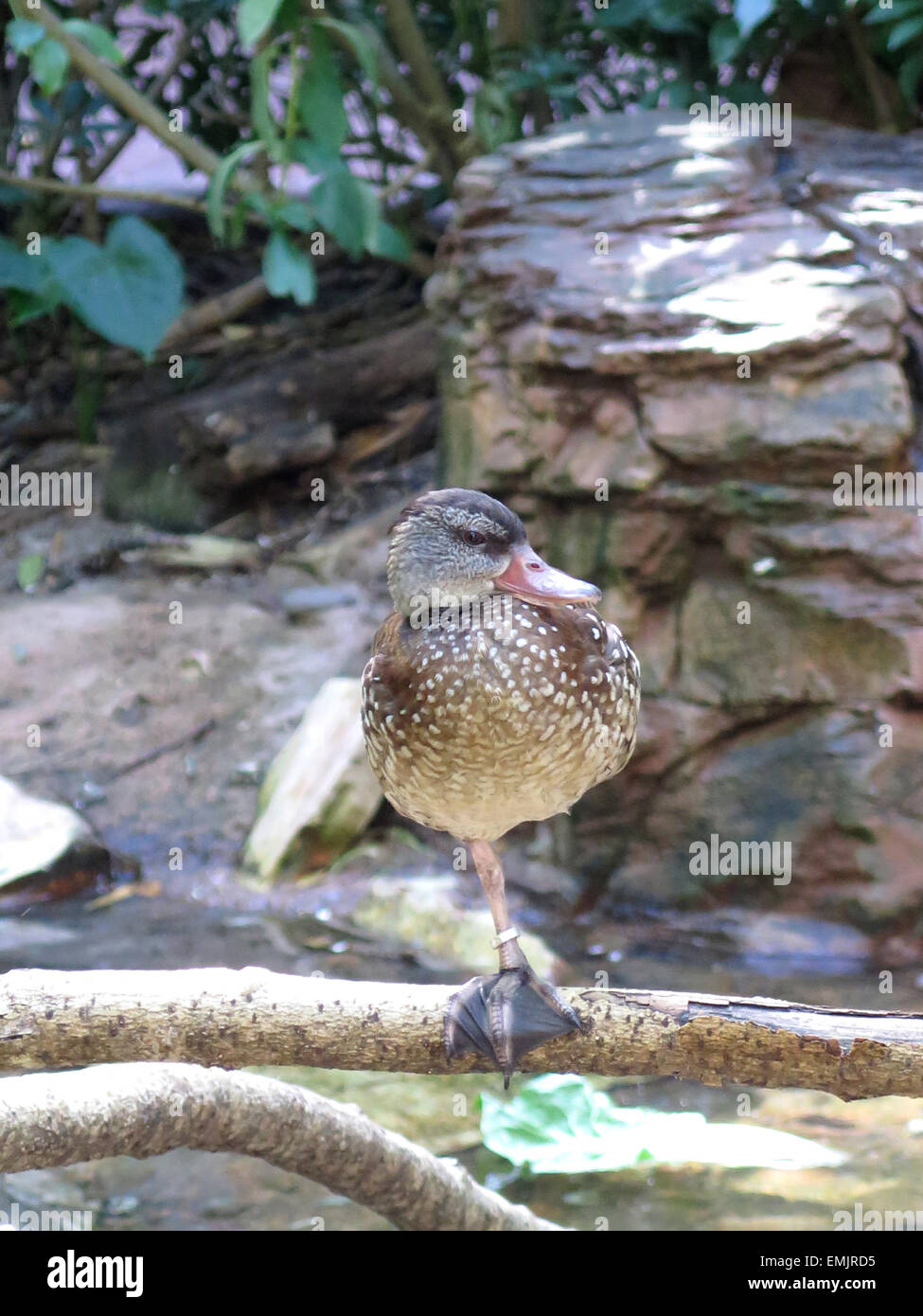Duck stand in one leg Stock Photo - Alamy