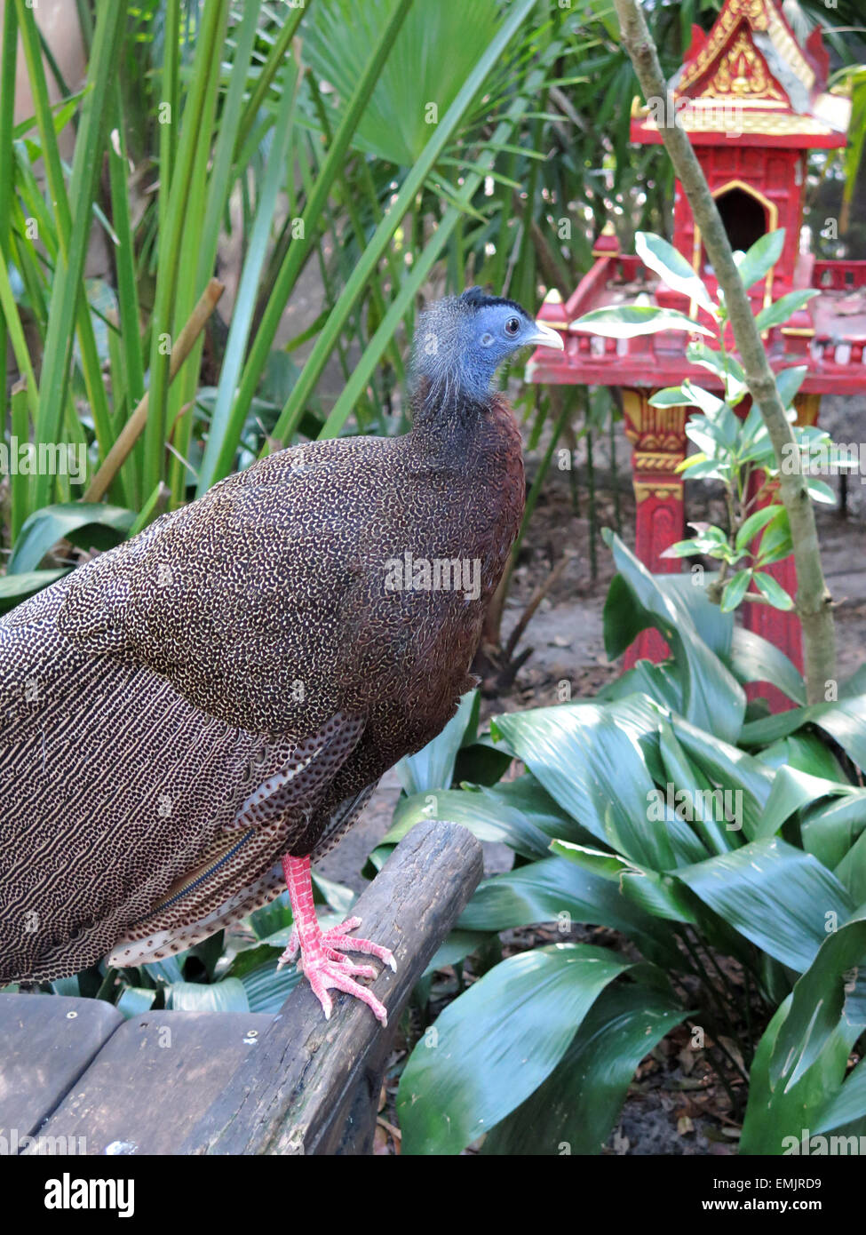 Great argus pheasant hi-res stock photography and images - Alamy