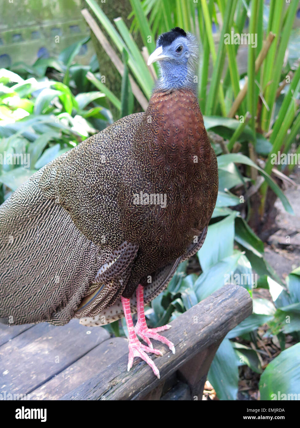 The great argus hi-res stock photography and images - Alamy