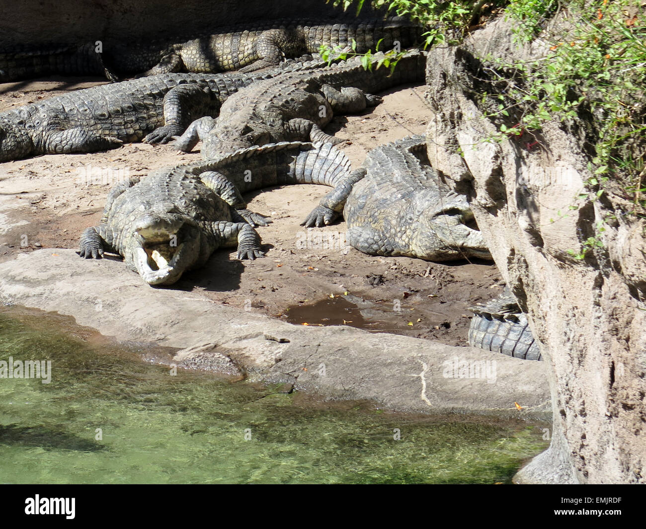 Animals in wild. Crocodile basking in the sun Stock Photo - Alamy
