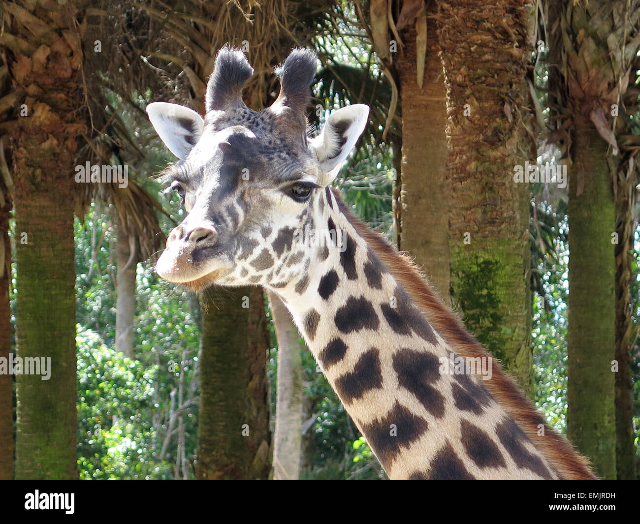 Giraffe lifestyle hi-res stock photography and images - Alamy