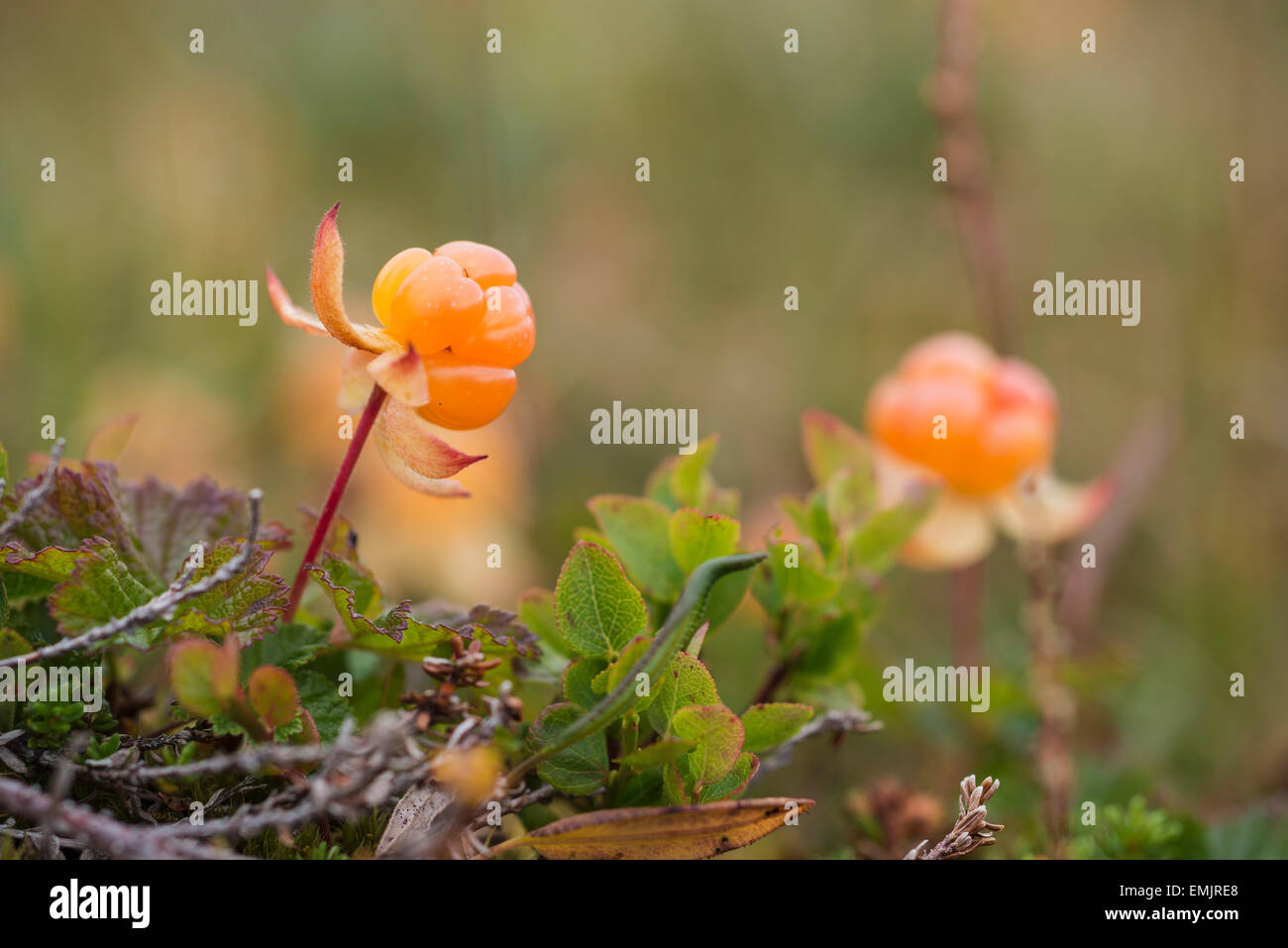 Chamaemorus hi-res stock photography and images - Alamy