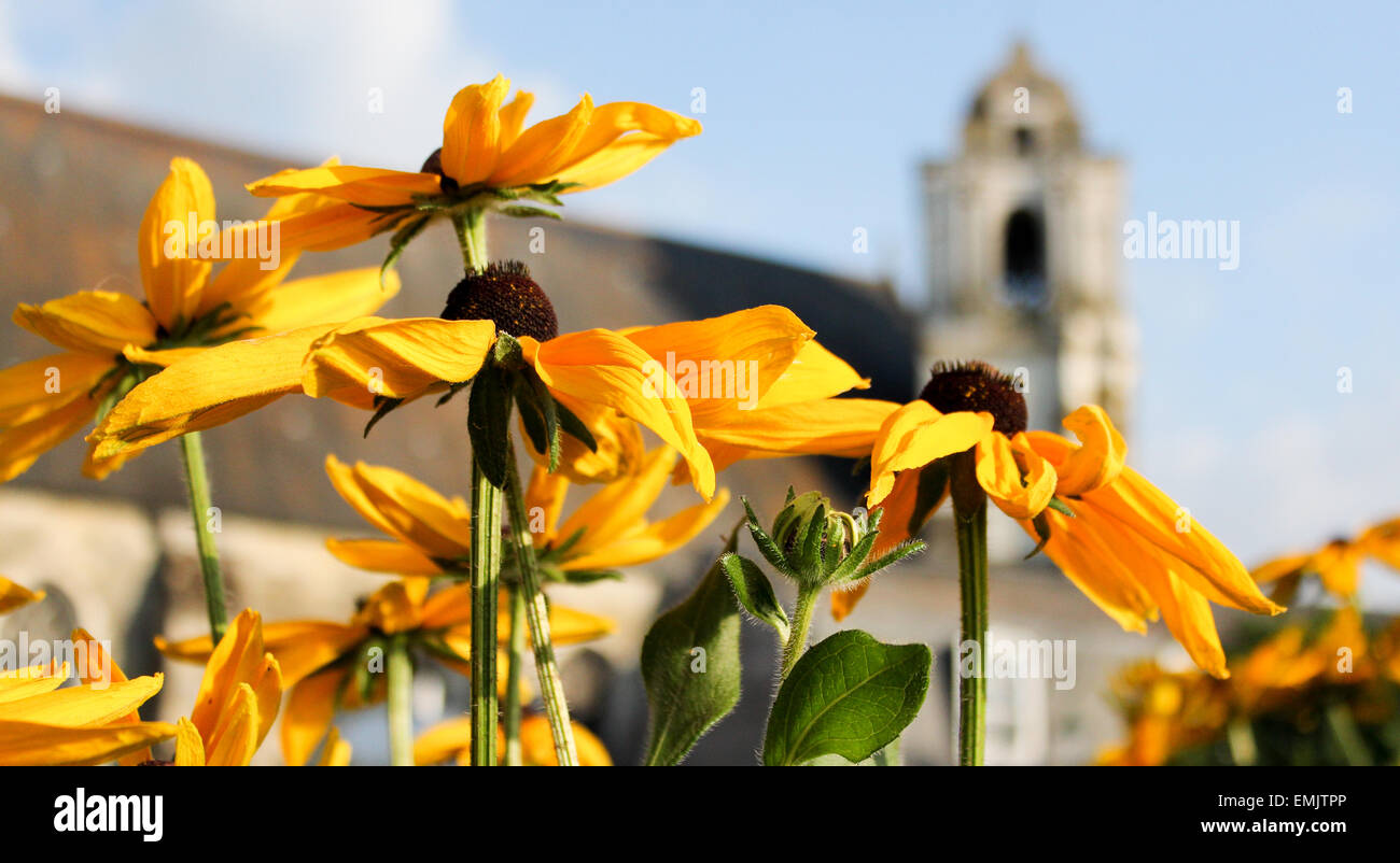 Yellow bell flowers hi-res stock photography and images - Alamy