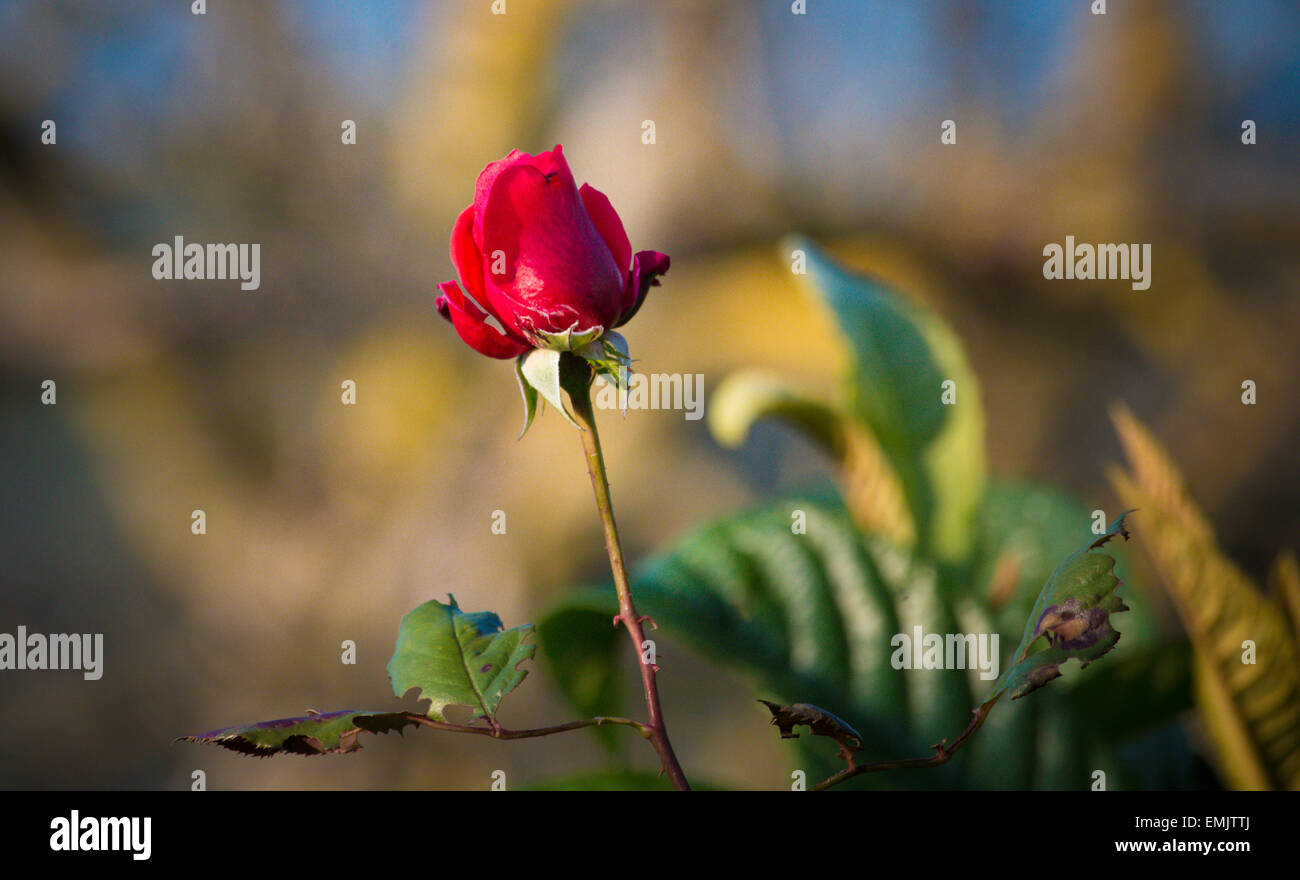 Winter rose hi-res stock photography and images - Alamy