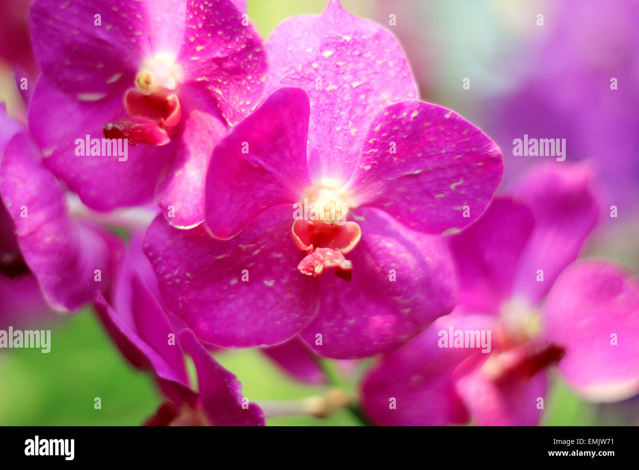 Blooming Orchids in the Garden Stock Photo - Alamy