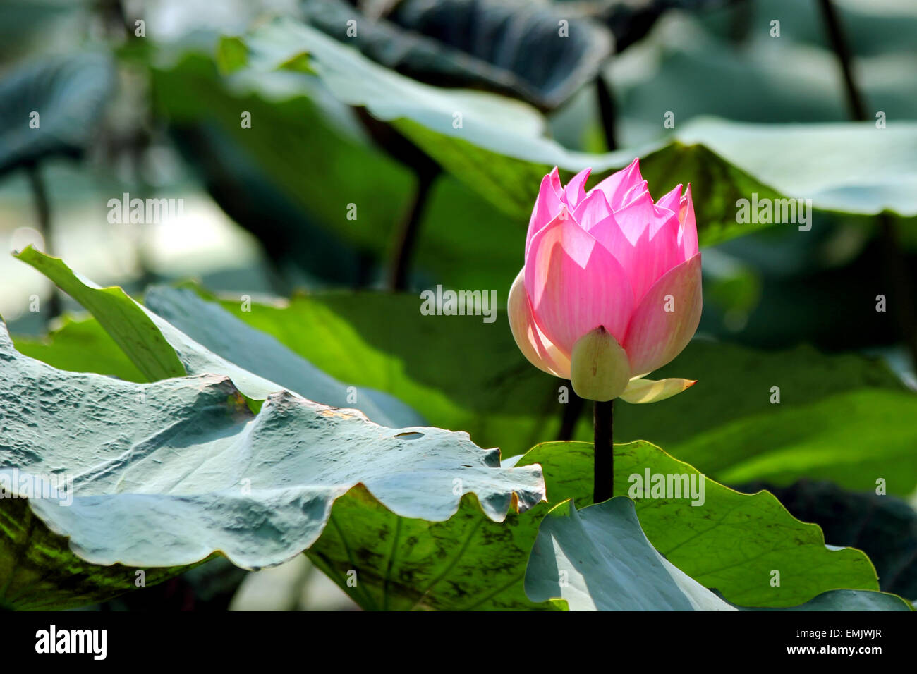 Single Lotus Bud Green Leaf High Resolution Stock Photography and ...