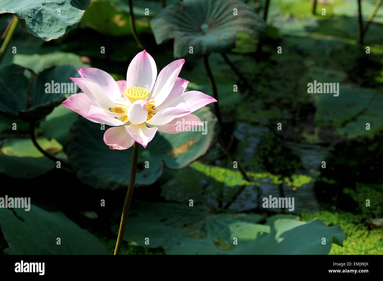 Single Lotus Bud Green Leaf High Resolution Stock Photography and ...