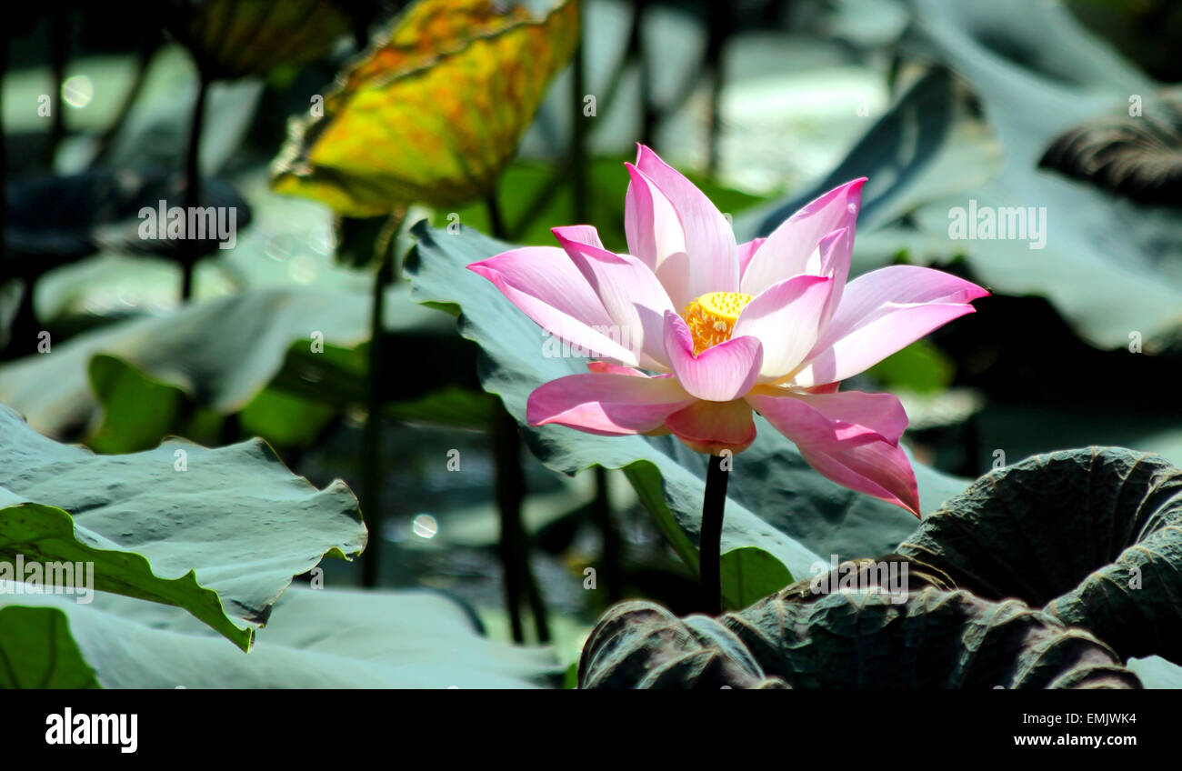 Single lotus flower Stock Photo - Alamy