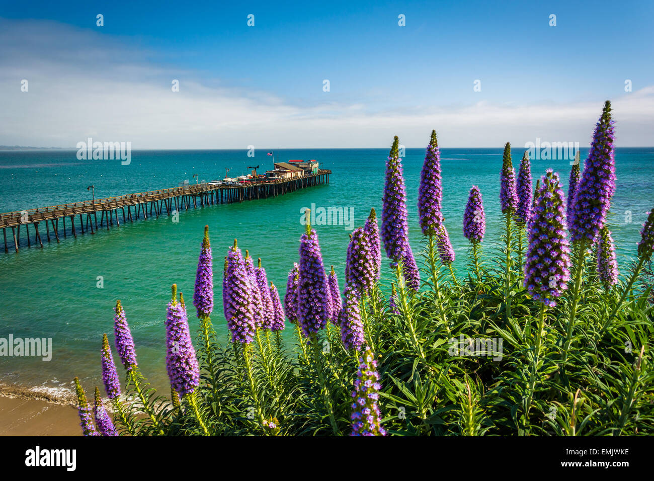 Purple flowers california hi-res stock photography and images - Alamy