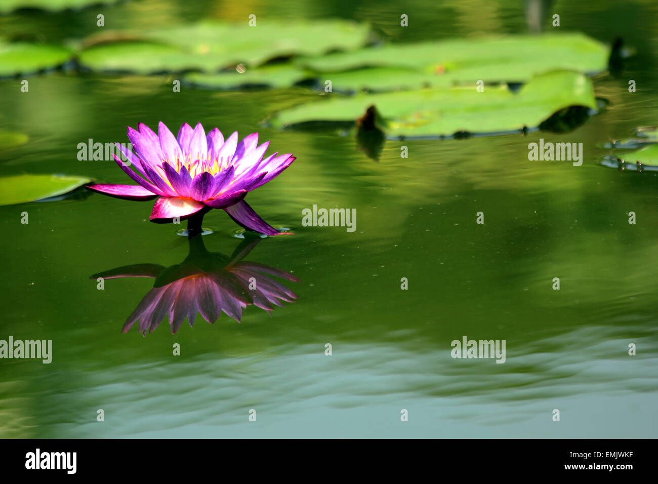 Single Lotus Bud Green Leaf High Resolution Stock Photography and ...