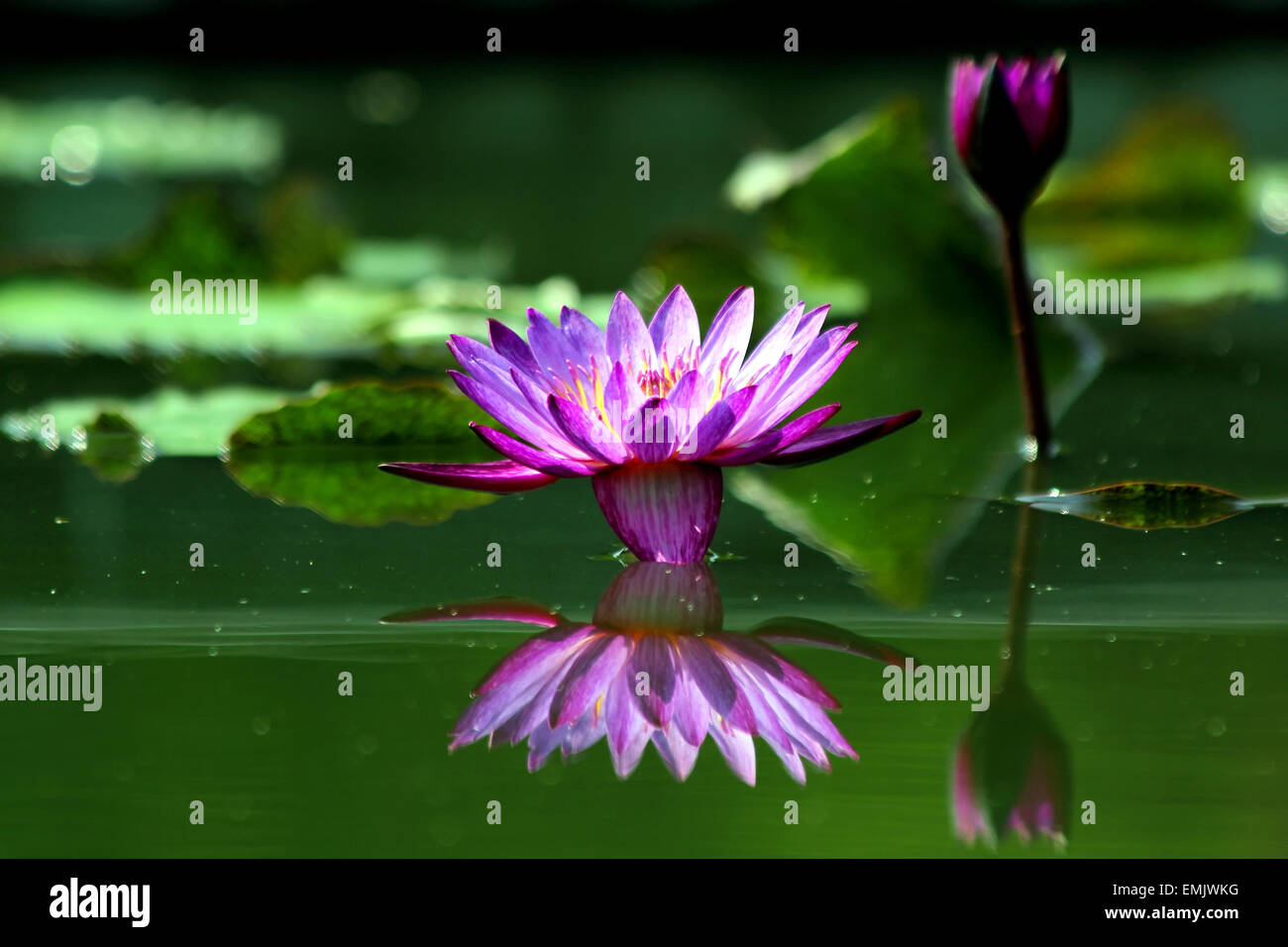 Purple Water Lily with reflection Stock Photo - Alamy