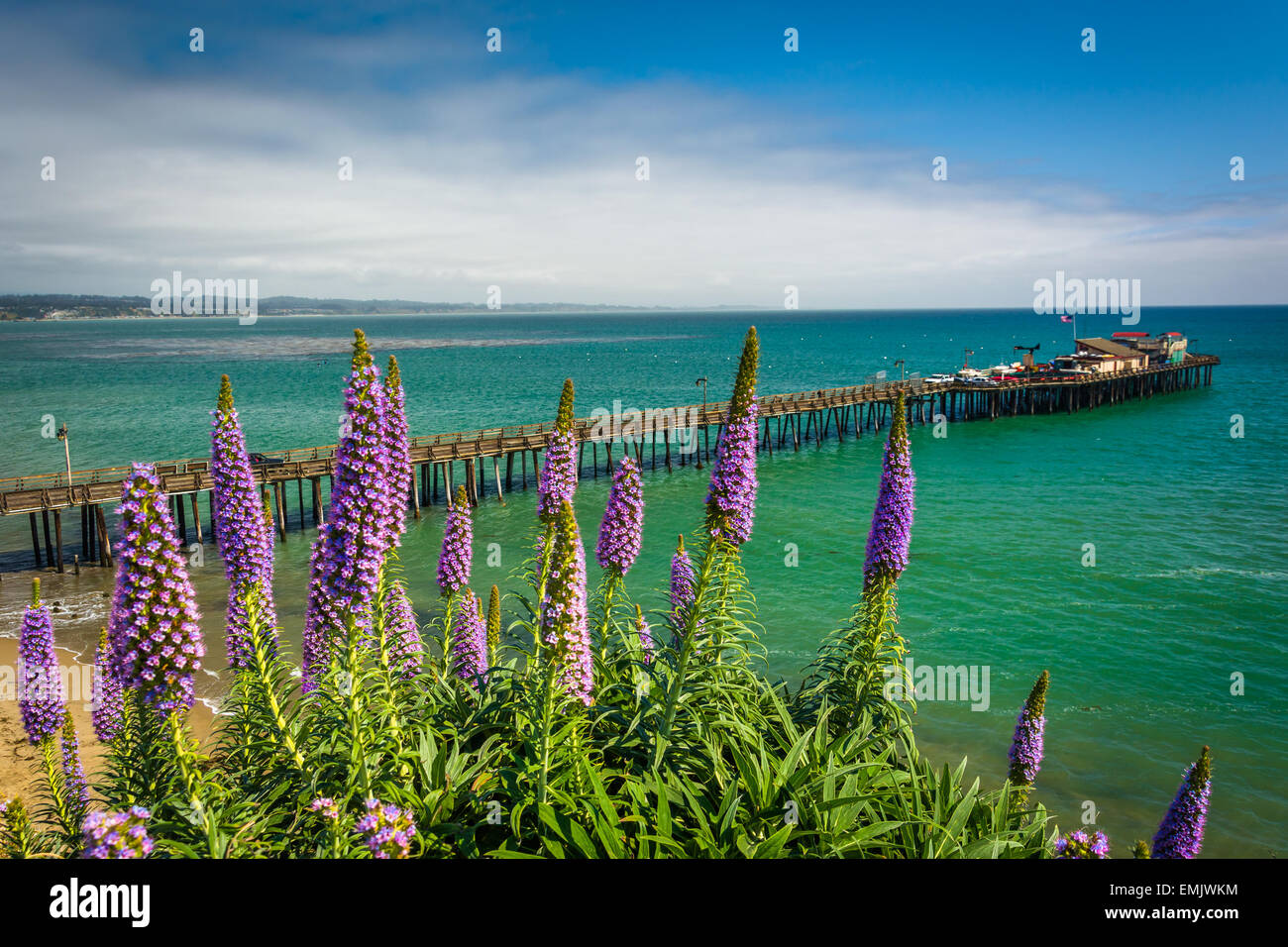 Purple flowers california hi-res stock photography and images - Alamy
