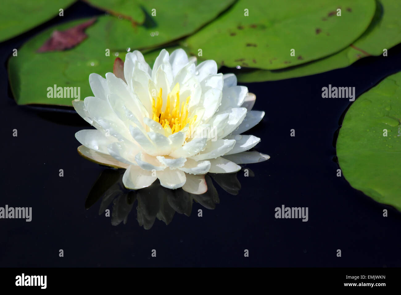 White lotus flower on water Stock Photo - Alamy