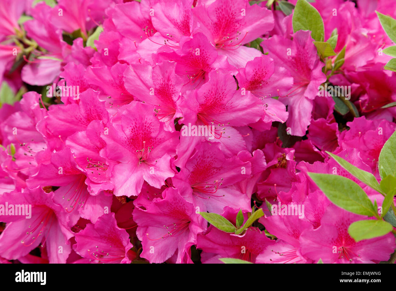 Azaleas hi-res stock photography and images - Alamy