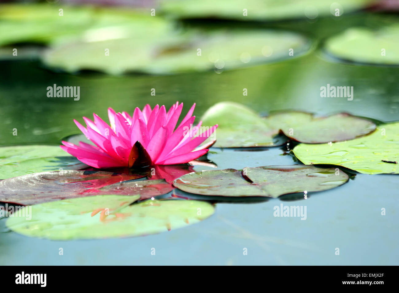 Single lotus flower Stock Photo - Alamy