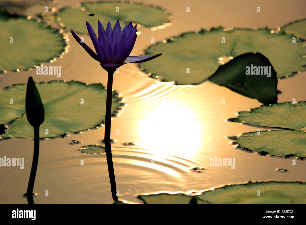 Beautiful lotus flower on water Stock Photo - Alamy