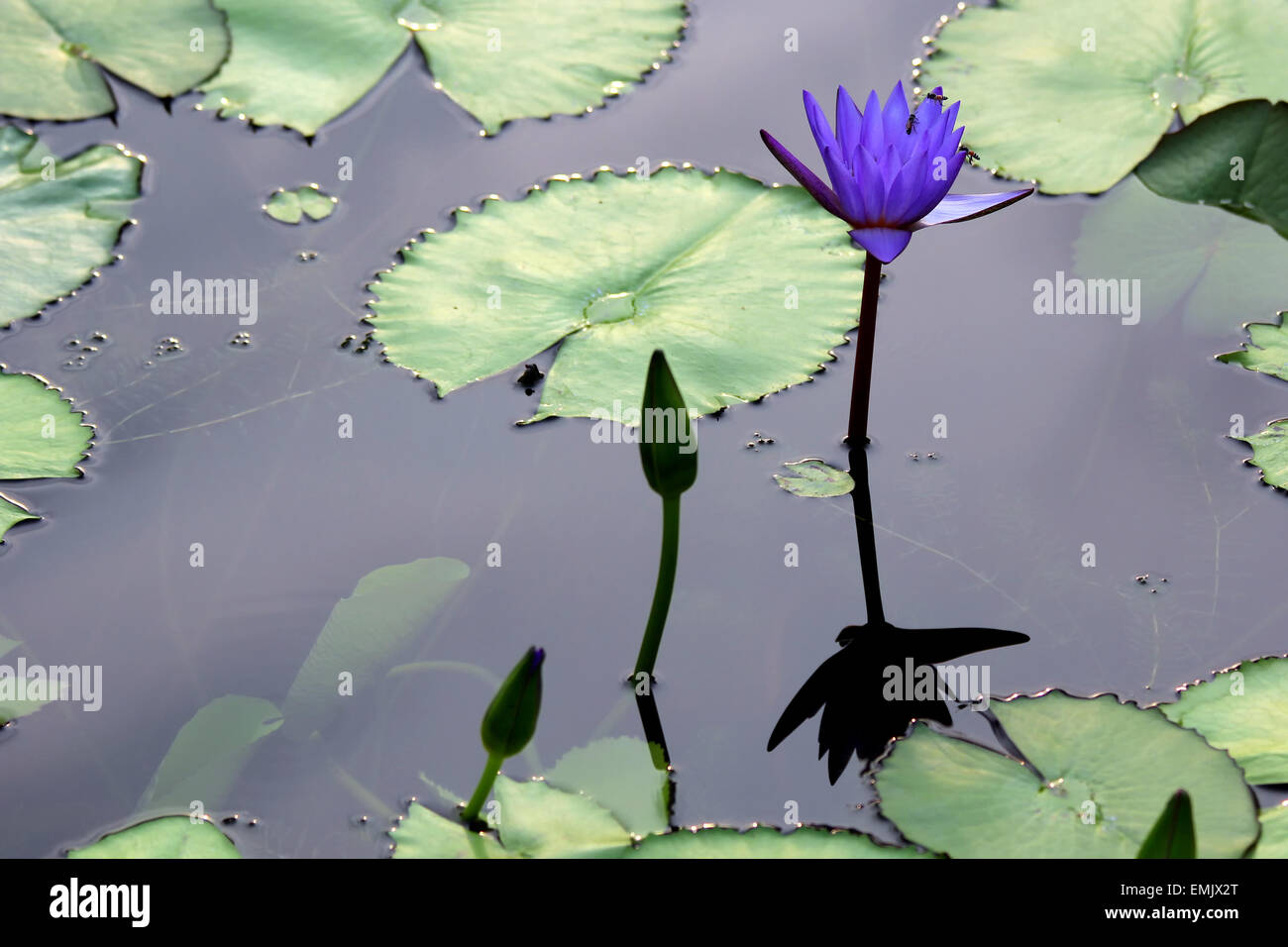 Single lotus flower Stock Photo - Alamy