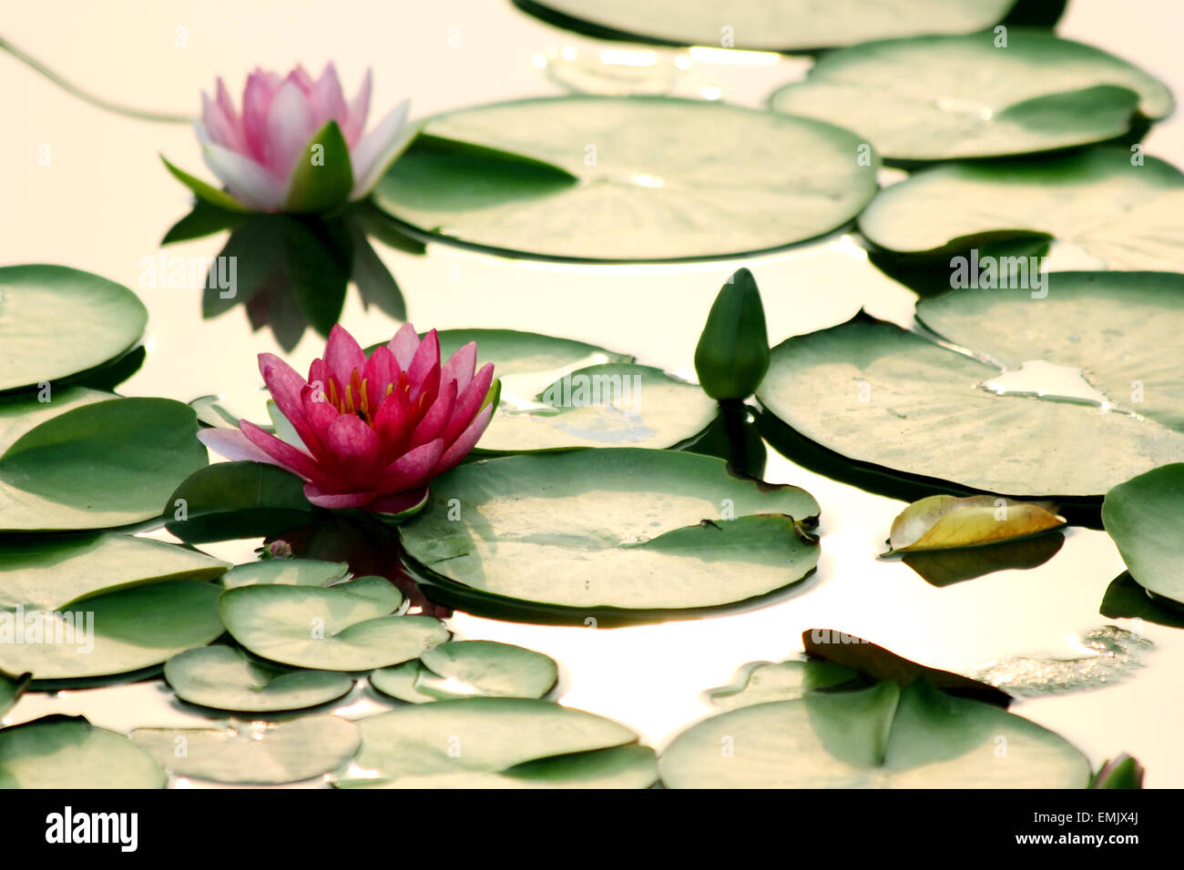 lotus flower on water Stock Photo - Alamy