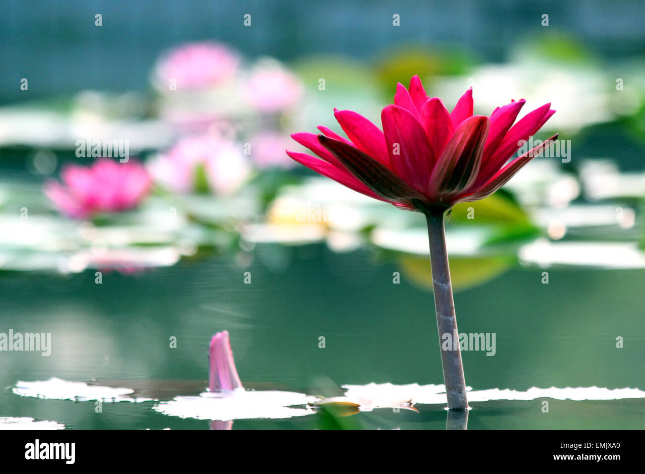 Single lotus flower Stock Photo - Alamy
