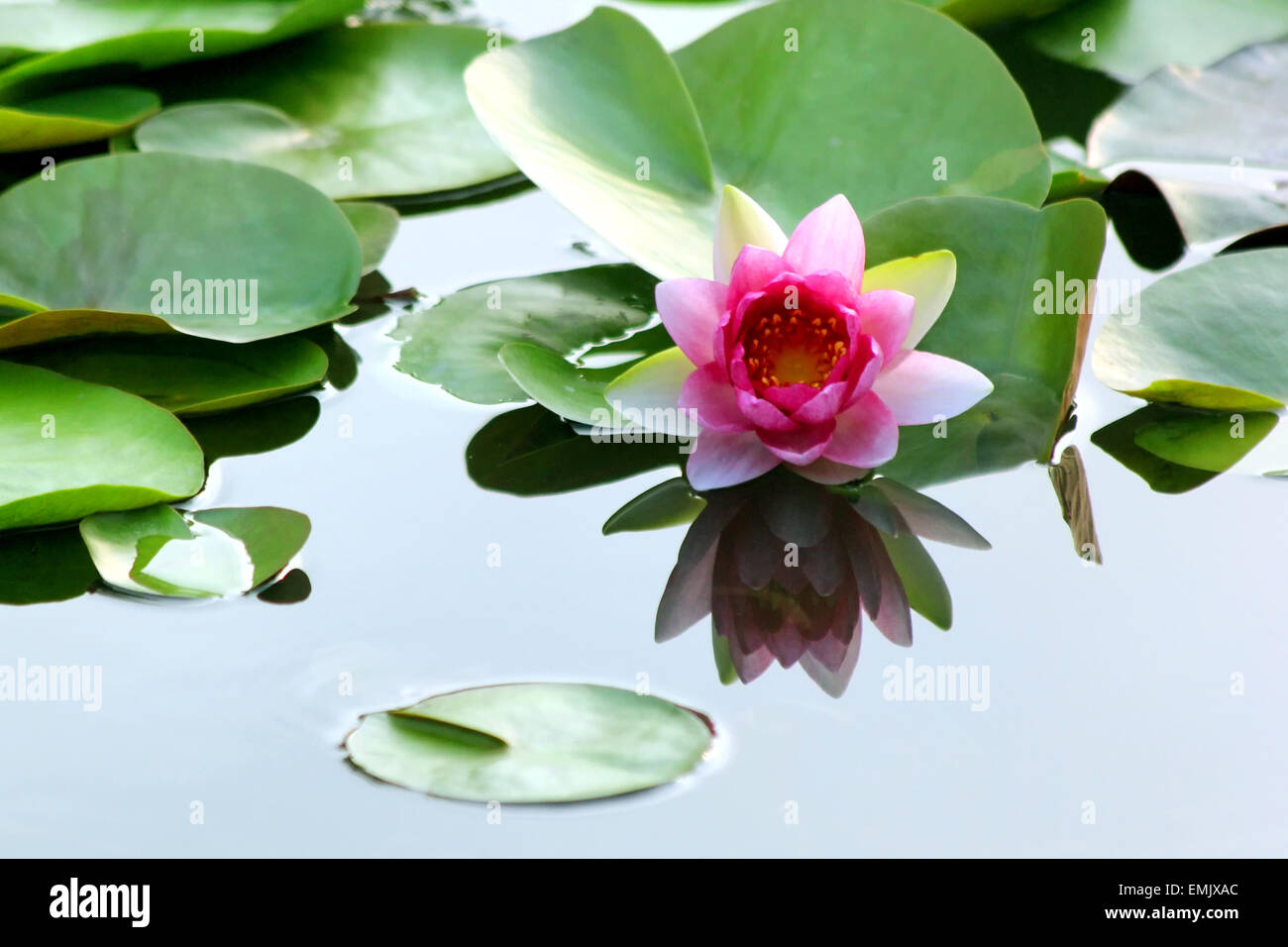 Single lotus flower Stock Photo - Alamy