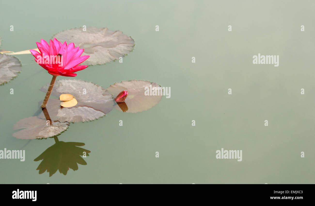 Single lotus hi-res stock photography and images - Alamy