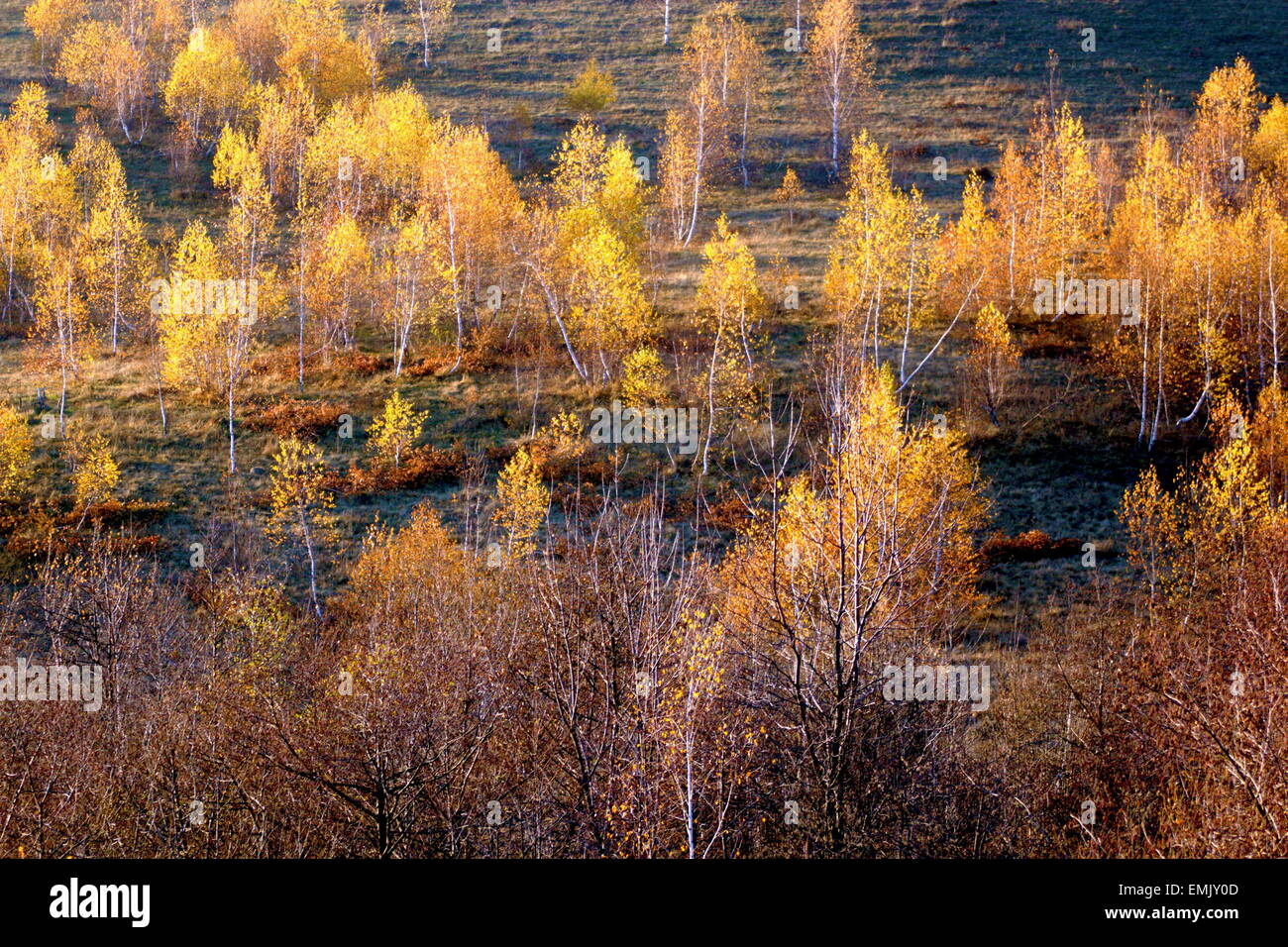beautiful colors of a birch forest in autumn Stock Photo - Alamy