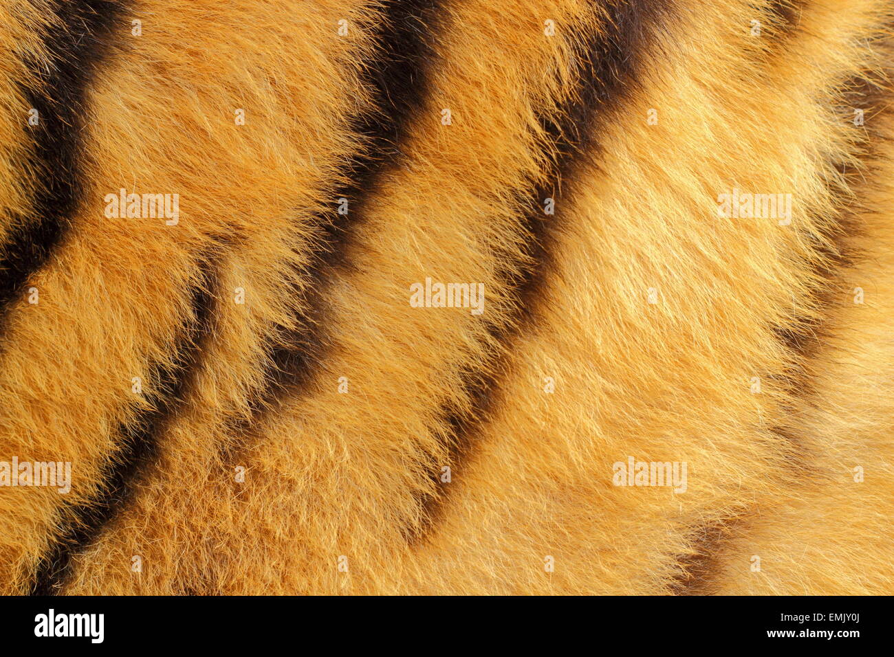 colorful detail of tiger pelt Stock Photo - Alamy